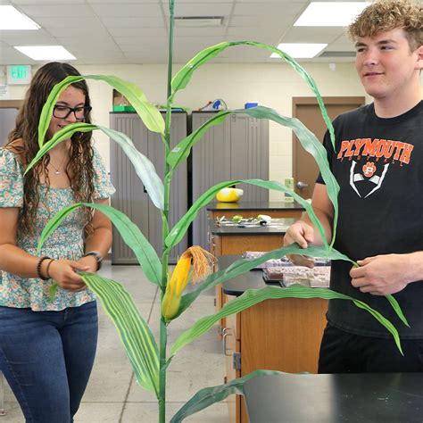 Corn Stalk Model Editmicro