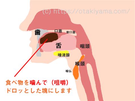 食塊形成唾液 高齢者 口腔機能 嚥下 食事 摂食・嚥下の運動学 Ezlm