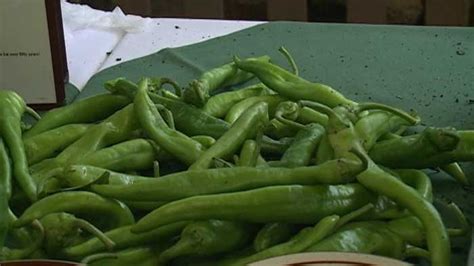 Chile Crop Sprouts Out Of Ground Despite 50 Days Without Water