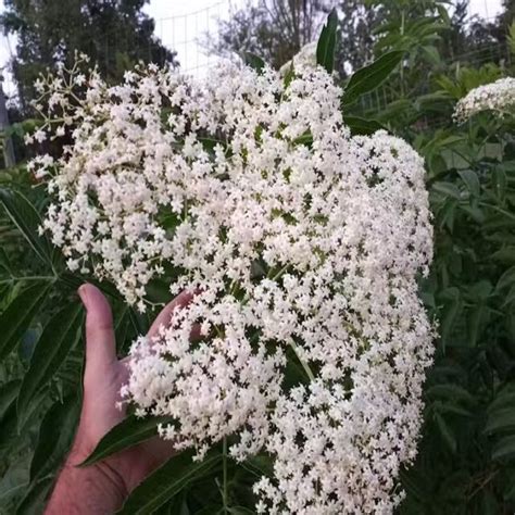 Elderberry Tree