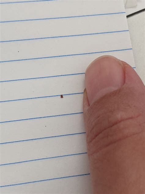 Tiny Brown Bug Found On Clothes Rwhatsthisbug