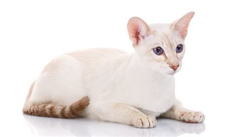 Maailma Intelligentseimaks Peetava Kassitõu Esindaja On Kirjutanud