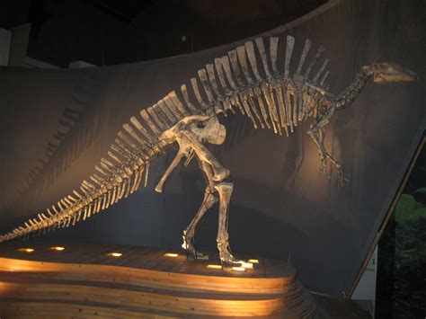 Ouranosaurus Skeleton