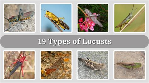 19 Types Of Locusts Identification Habitat And Behavior