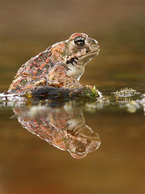Natterjack Toad Photograph By Mario Cea Sanchez Fine Art America