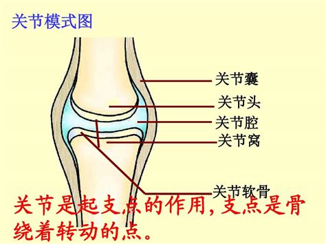 2015新人教版先天性行为和学习行为word文档在线阅读与下载无忧文档