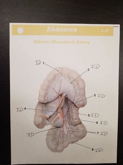 Gi Anatomy 25 Diagram Quizlet