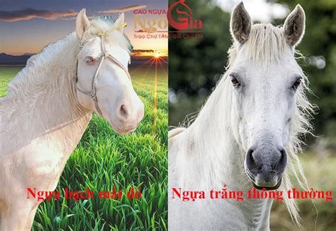 08 Tác Dụng Của Cao Ngựa Mà Bạn Có Thể Chưa Biết