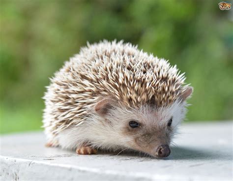Lion And Hedgehog On Emaze