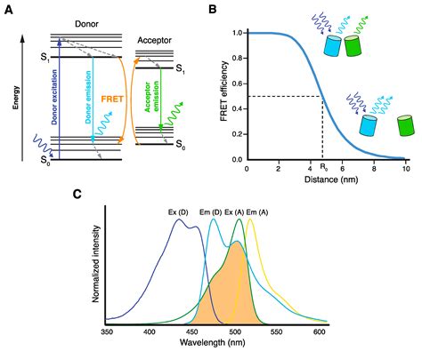 Fret Microscopy In Yeast