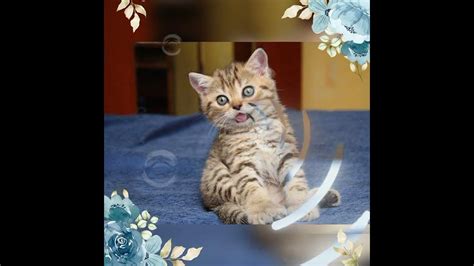 Mushukchalar Youtube