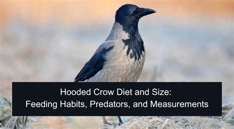 Hooded Crow Diet And Size Feeding Habits Predators And Measurements