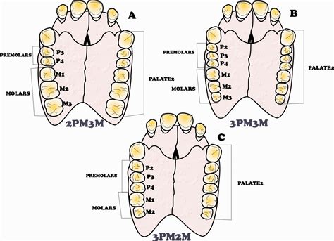 Old World Monkey Teeth
