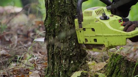 Oak Tree Cut Videos And Hd Footage Getty Images