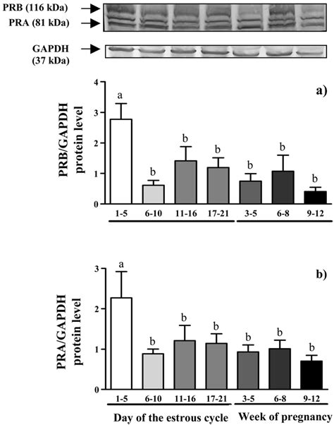 Mean ± Sem Expressions Of Pr A Isoform B N5 6 And B Isoform A