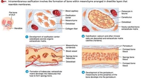 Intramembranous Ossification Steps Bone Formation And Development