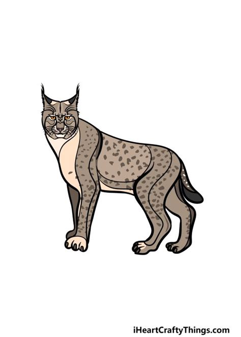 Bobcat Drawing How To Draw A Bobcat Step By Step Bobcat Drawing How To Draw A Bobcat Step By Step
