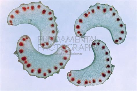 Celery Stalk Cross Section Celery Stalk Cross Sections On Cutting