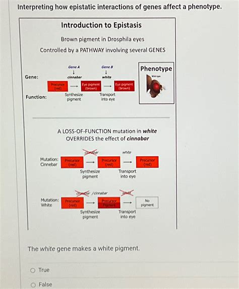 Solved Interpreting How Epistatic Interactions Of Genes