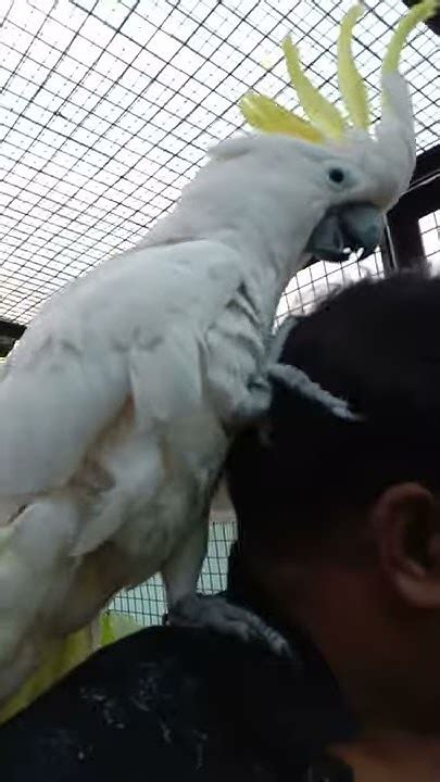 Nini On My Head Youtube