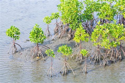 Small Mangrove Trees Premium Photo