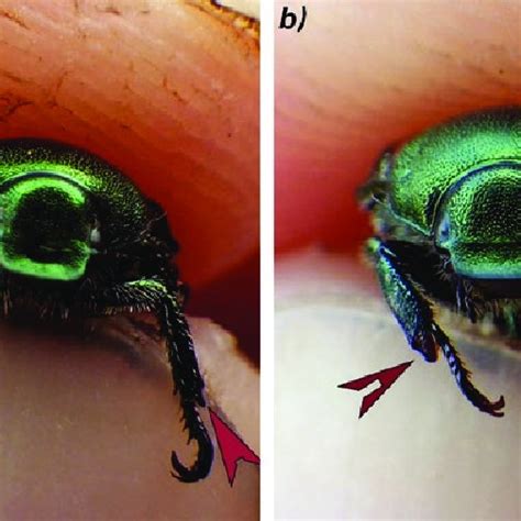 Distinguishing Tibial Spines Of Japanese Beetle A Males And B
