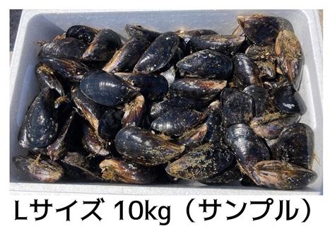 1箱：10kg入り【釣り餌用 ムール貝】 ムール貝販売 Base店