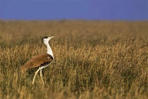 ბუნების დამცველი გადაშენების პირას მყოფი ცხოველები