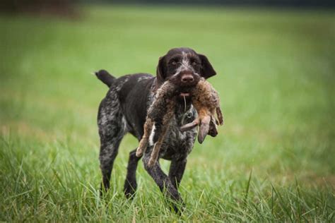 German Wirehaired Pointer Archives Showsight