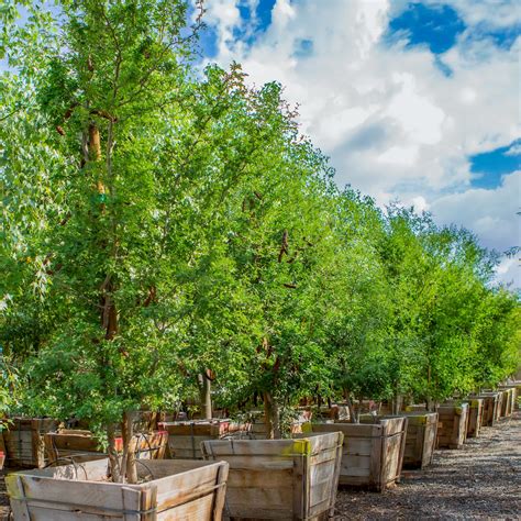 Bay Laurel Hedge Tree Moon Valley Nurseries
