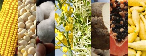 Gmos And Their Economic Effects Every Thing To Know About Gmos