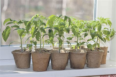 Сорт томатов Малиновое чудо