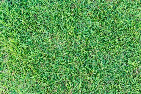 잔디 질감 또는 잔디 배경 골프 코스에 대 한 녹색 잔디 축구 필드 또는 스포츠 배경 컨셉 디자인 자연 녹색 잔디입니다 0명에 대한 스톡 사진 및 기타 이미지 Istock