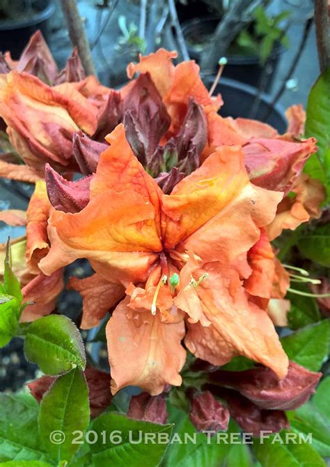 Azalea Exbury Hybrid Gibraltar Urban Tree Farm Nursery