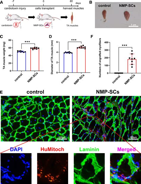 Generation Of Self Renewing Neuromesodermal Progenitors With Neuronal And Skeletal Muscle
