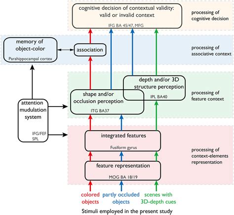 Our Hypothesis Of The Neural Networks Responsible For Processing Color
