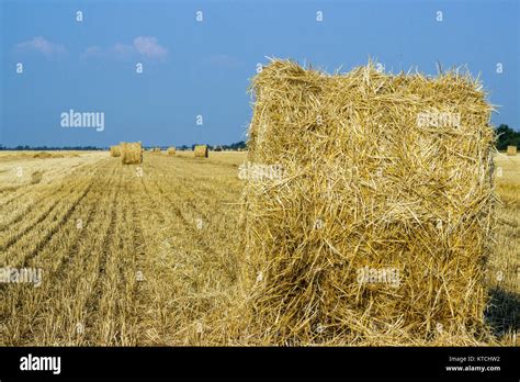 Rolls Of Haystacks On The Field Summer Farm Scenery With Haystack On