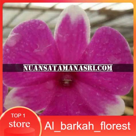 Jual PROMO TANAMAN HIAS Anggrek Remaja Bonus Media Tanam Arang Shopee Indonesia
