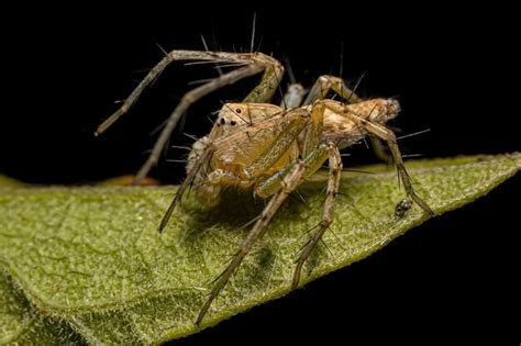Premium Photo Small Lynx Spider