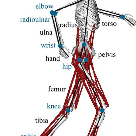 PDF Efficient Trajectory Optimization For Curved Running Using A D Musculoskeletal Model With