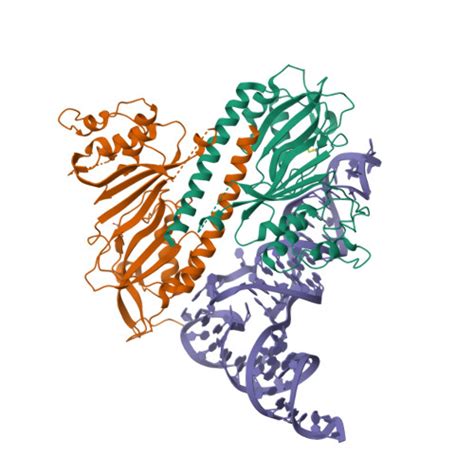 Rcsb Pdb 9enc Human Pseudouridine Synthase 3 Pus3 R116a Mutant And One Trna Gln
