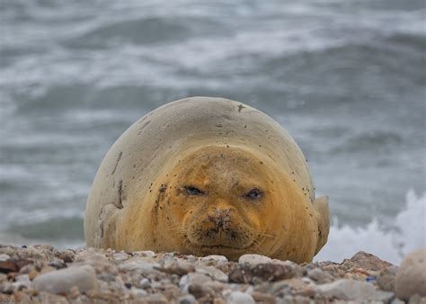 Mediterranean Monk Seal Monachus Monachus כלב ים נזירי Flickr