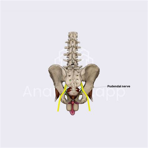 Pudendal Nerve Anatomy App