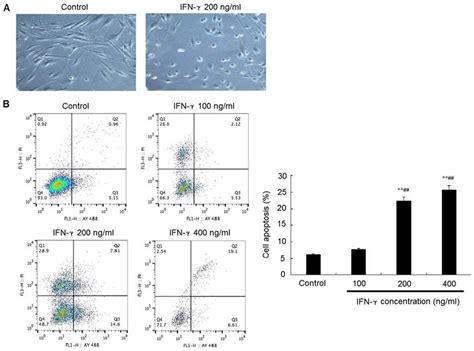 Ifn γ Promotes Apoptosis Of Hems A Representative Micrographs Of