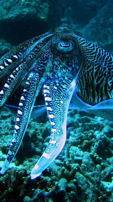 Octopus Iphone Wallpaper