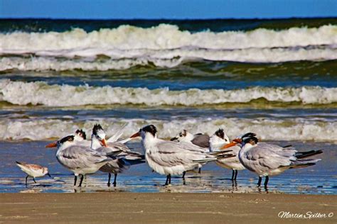 Terns And Sand Piper Martin Spilker Photography
