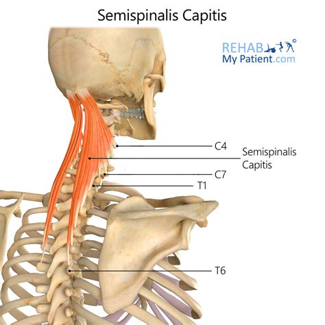 Cervical Muscle Anatomy And Trigger Point Posterior 네이버 블로그
