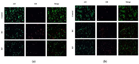 cytotoxic activity and phytochemical screening of eco friendly