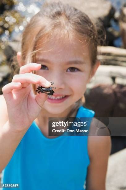 Asian Shore Crab Photos And Premium High Res Pictures Getty Images