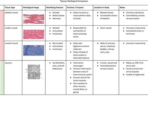 Tissue Type Identification And Histology Maria Cymbalyuk Tissues